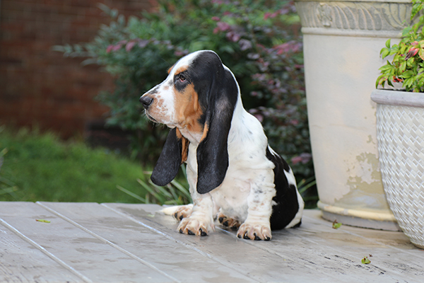 Huggable Bassets Family Breeder of Purebred basset hound puppys for ...